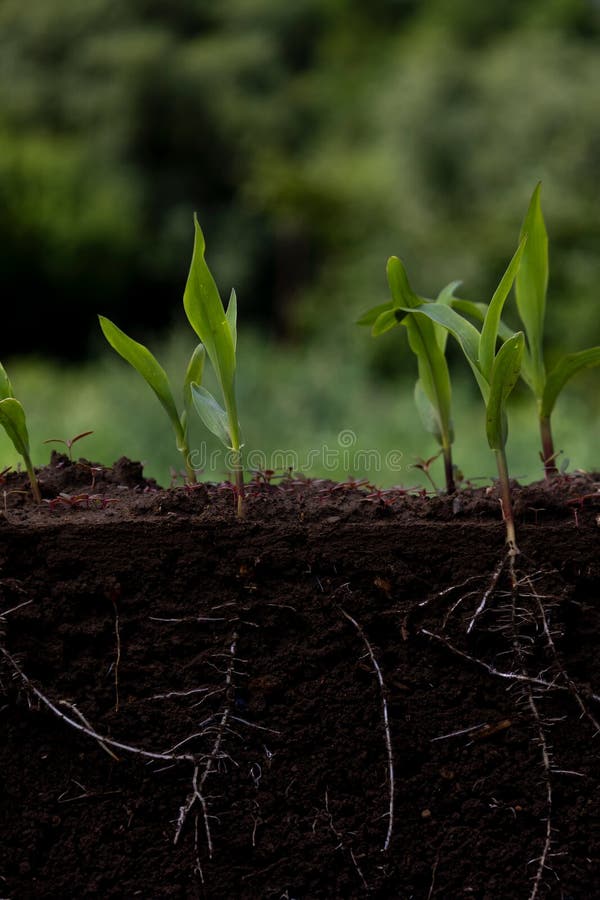 Young Corn Plants with Roots Stock Photo - Image of objects, vitality ...