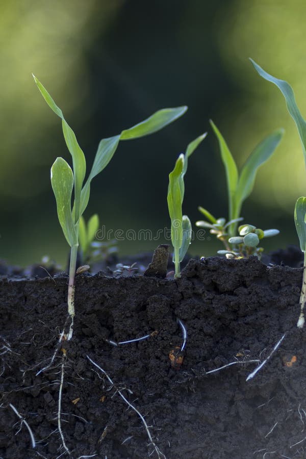 Young Corn Plants with Roots in the Soil Stock Photo - Image of rise ...