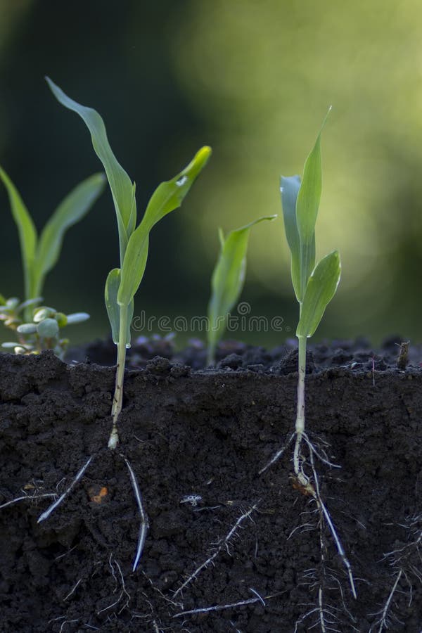 Young Corn Plants with Roots in the Soil Stock Photo - Image of growth ...