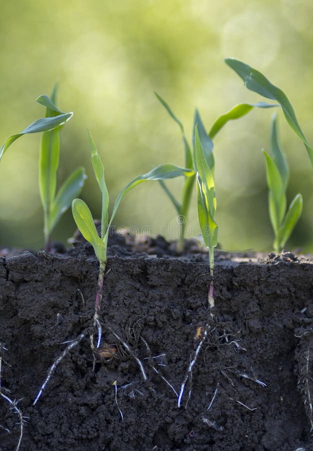 Young Corn Plants with Roots in the Soil Stock Image - Image of ...