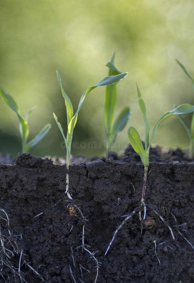 Macro Germination of Corn Isolated on White Stock Image - Image of ...