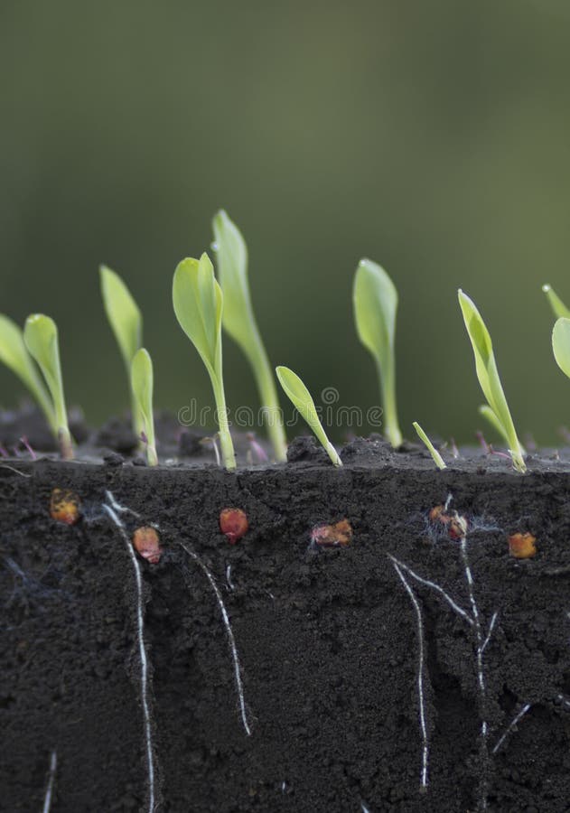 Young Corn Plants with Roots in the Soil Stock Image - Image of nature ...
