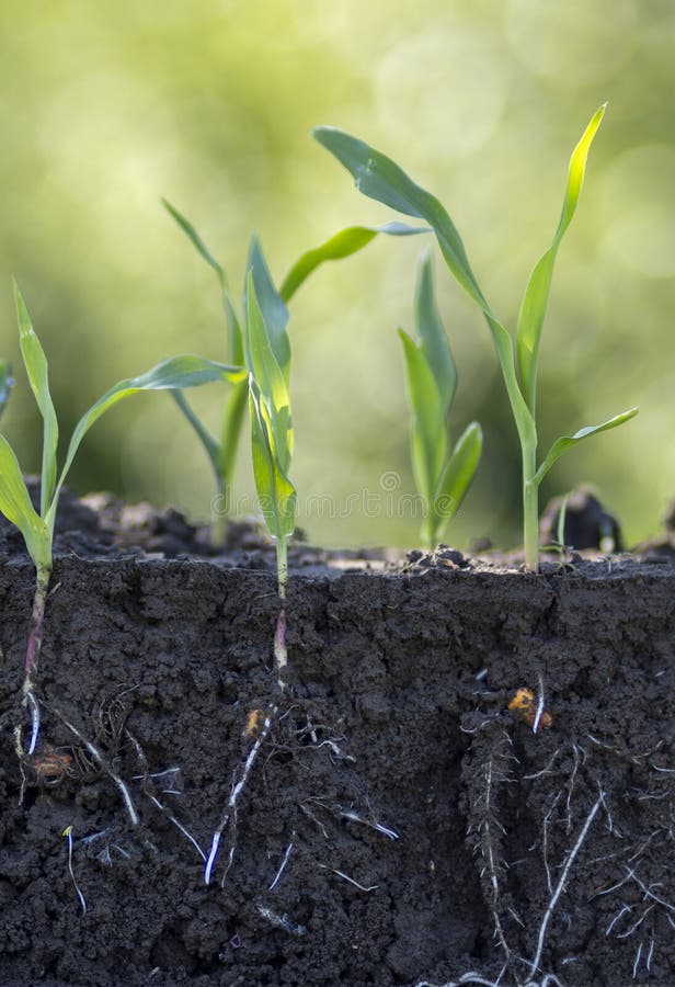 Young Corn Plants with Roots in the Soil Stock Photo - Image of root ...