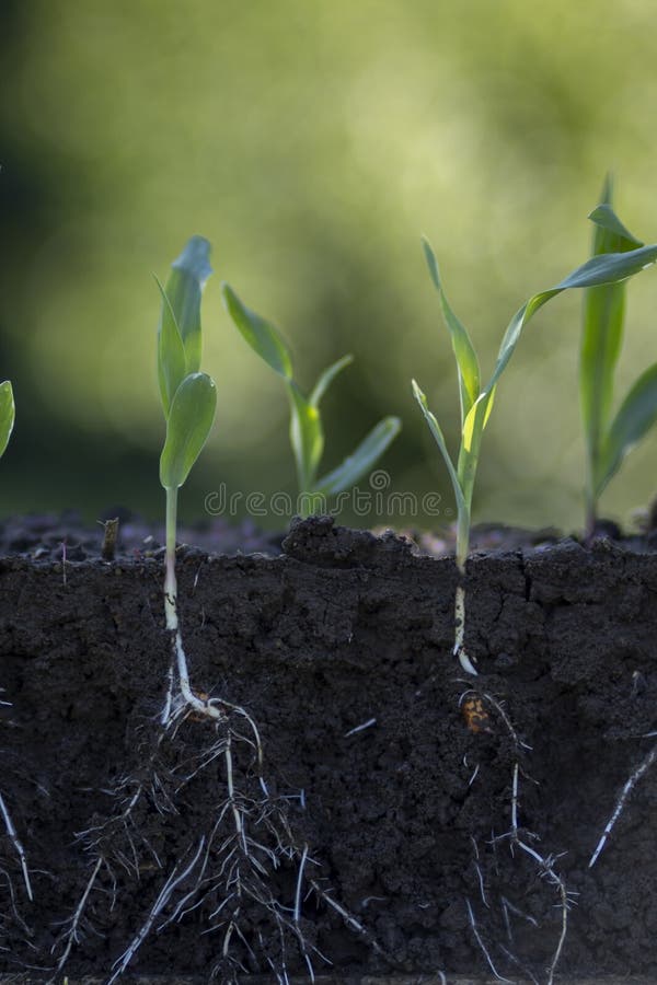 Young Corn Plants with Roots in the Soil Stock Image - Image of earth ...