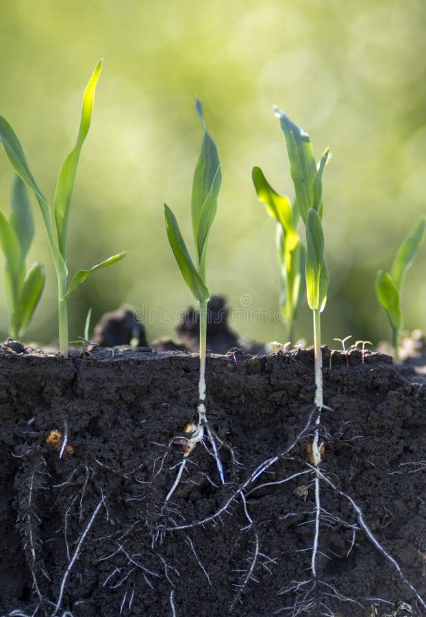 Young Corn Plants with Roots in the Soil Stock Image - Image of fresh ...