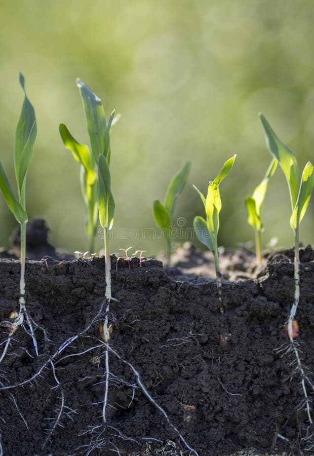 Young Corn Plants with Roots in the Soil Stock Image - Image of objects ...