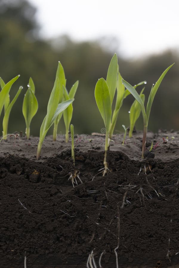 Young Corn Plants in Soil with Roots Stock Image - Image of seed ...