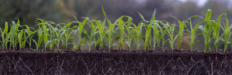 Young Corn Plants Soil Roots Stock Photos - Free & Royalty-Free Stock ...