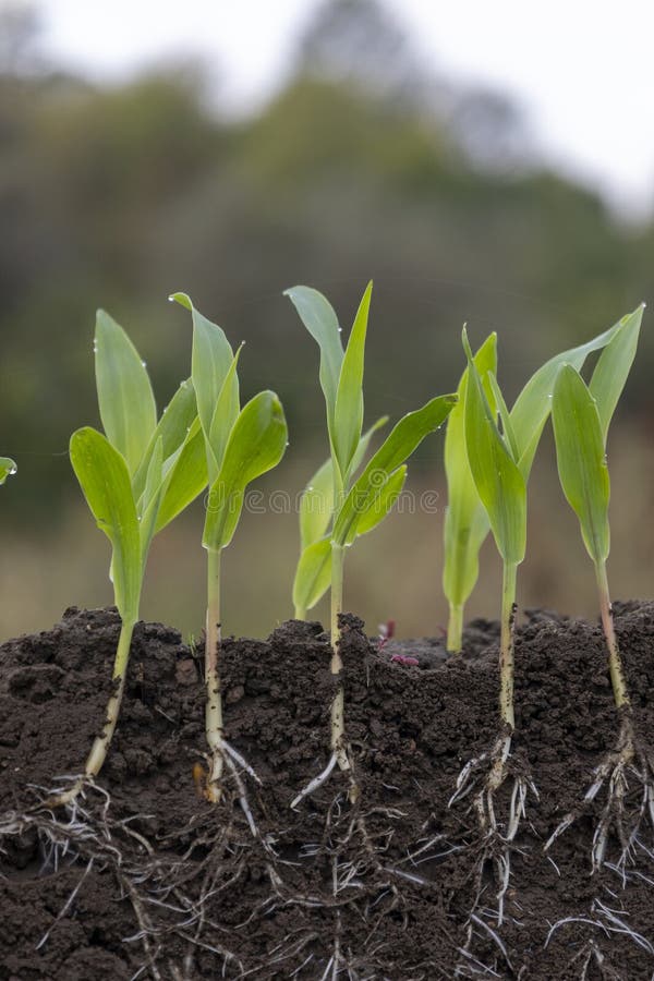 Young Corn Plants in Soil with Roots Stock Photo - Image of dirt, plant ...