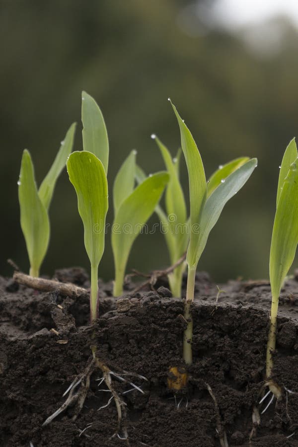 Young Corn Plants in Soil with Roots Stock Image - Image of beautiful ...