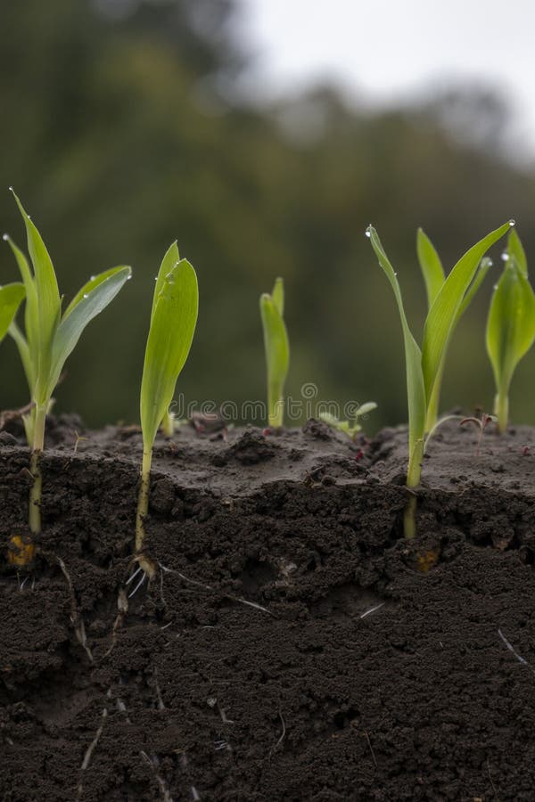Young Corn Plants Soil Roots Stock Photos - Free & Royalty-Free Stock ...