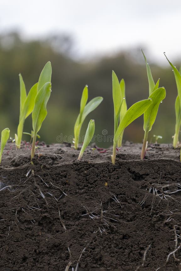 Young Corn Plants in Soil with Roots Stock Photo - Image of sprout ...