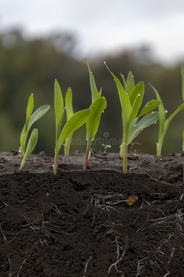Macro Germination of Corn Isolated on White Stock Image - Image of ...