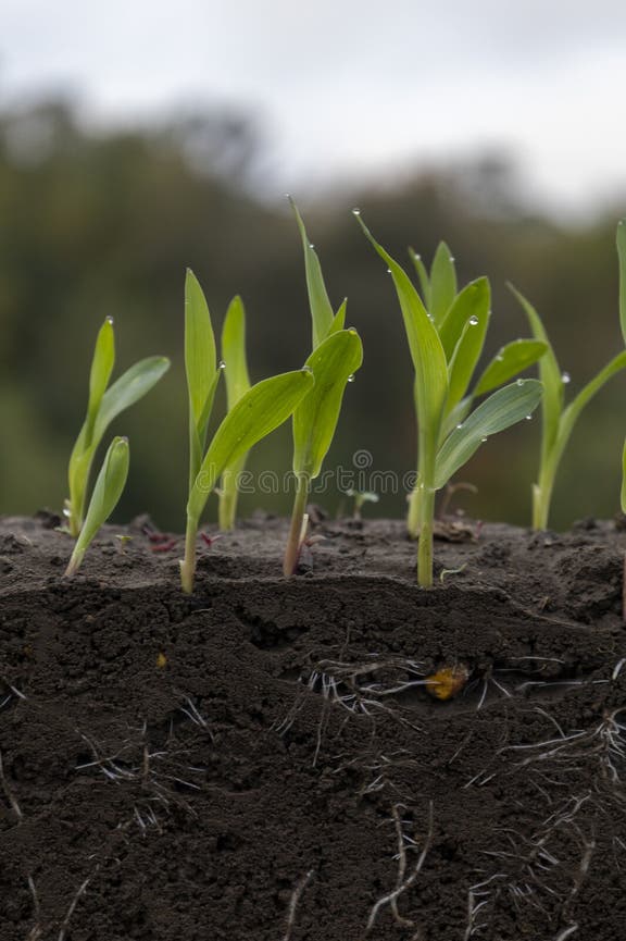 Young Corn Plants in Soil with Roots Stock Photo - Image of beautiful ...