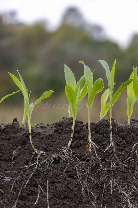 Young Corn Plants in Soil with Roots Stock Image - Image of beautiful ...