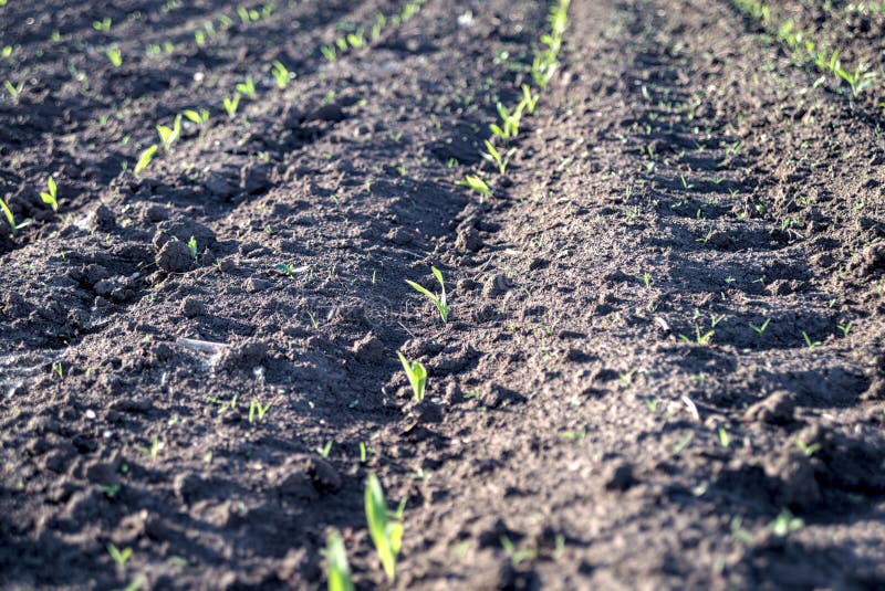 Young Corn Rose in the Field after the Rain Stock Photo - Image of ...