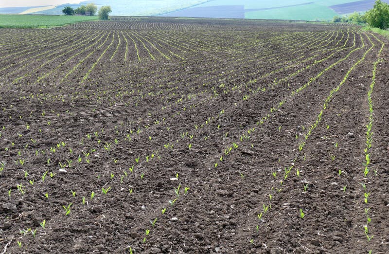 Young corn rows stock photo. Image of country, field - 65451922