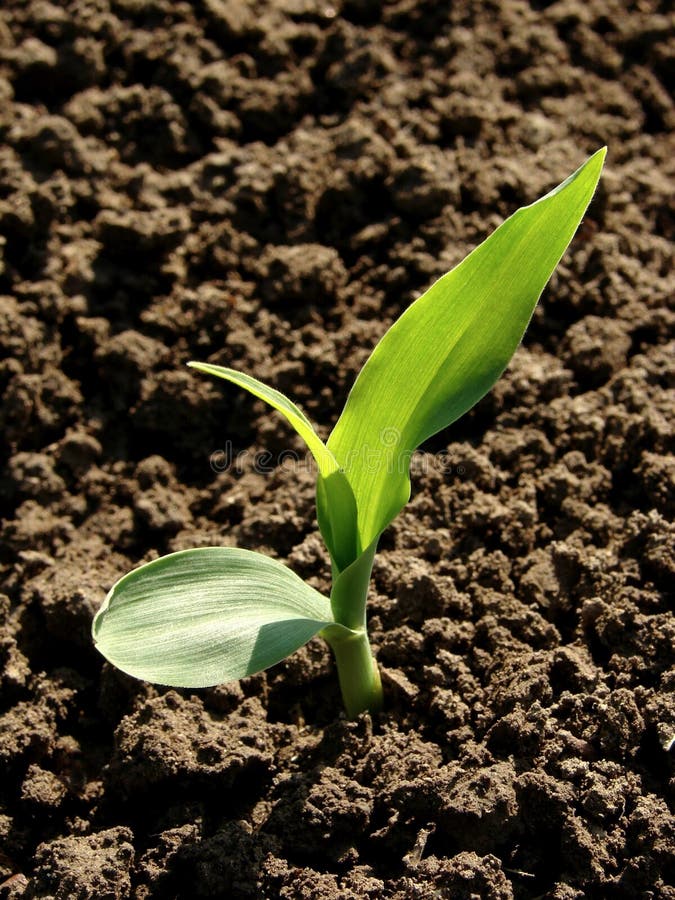 4+ Sprouting corn plant Free Stock Photos - StockFreeImages