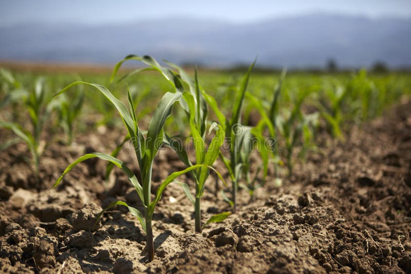 Young Corn Seedling Grows at Spring Stock Photo - Image of humus ...