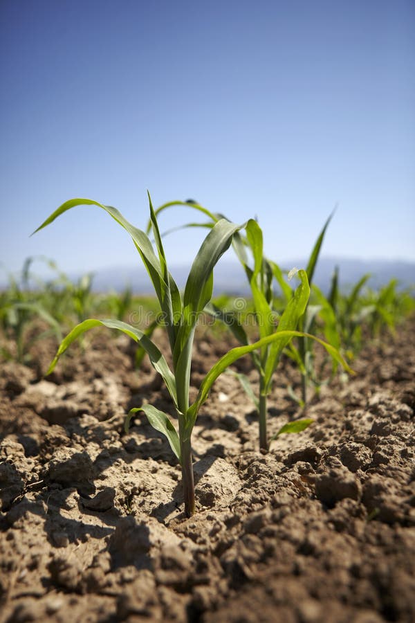 Young Corn Seedling Grows at Spring Stock Image - Image of cultivated ...