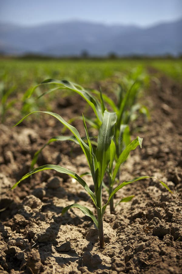 Young Corn Seedling Grows at Spring Stock Photo - Image of humus ...