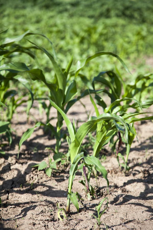 Young corn seedling. stock photo. Image of crop, farmland - 78368586