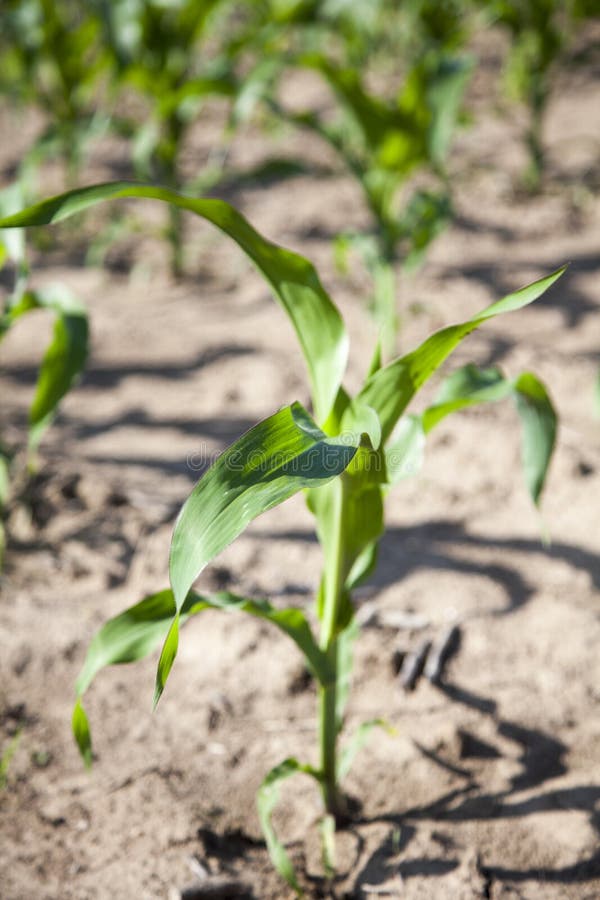 Young corn seedling. stock photo. Image of landscape - 78369856