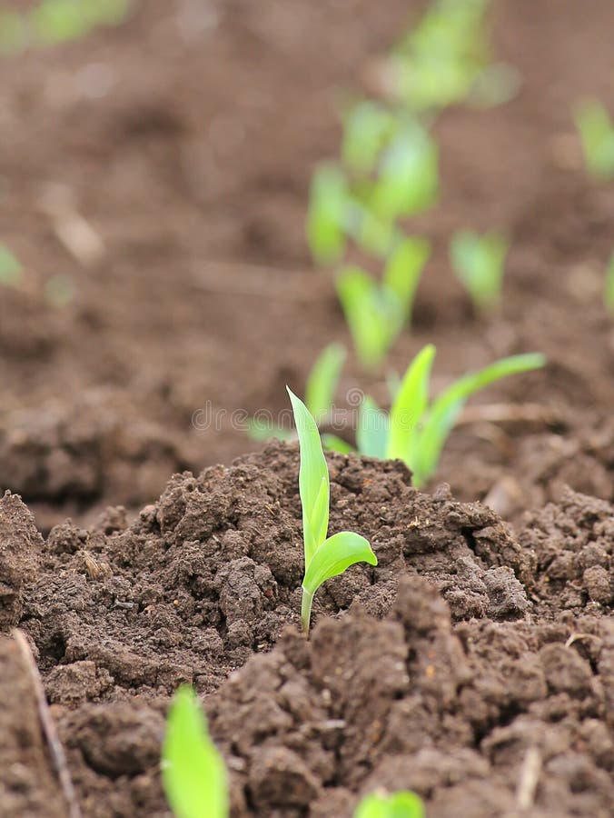 Young corn seedling stock image. Image of garden, ground - 89935277