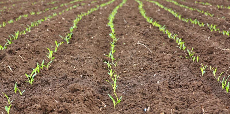 Young corn seedling stock photo. Image of cultivate, ground - 89935294
