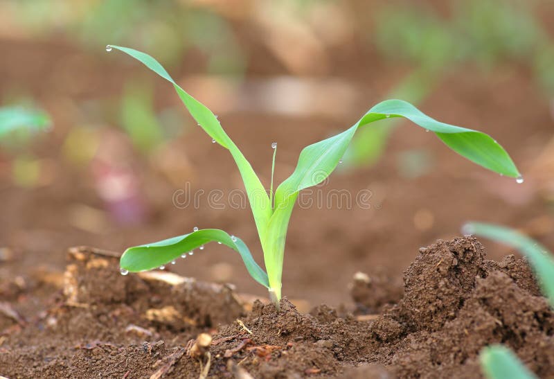 Young corn seedling stock photo. Image of raise, growing - 89935296