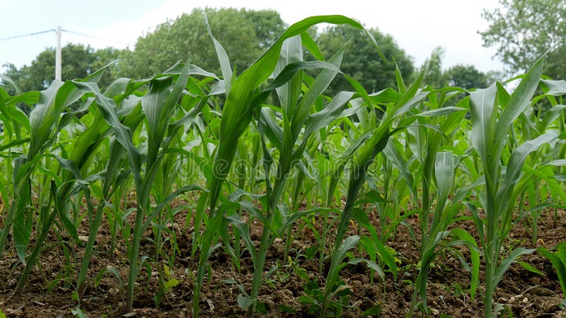 Young Corn Seedlings in Field Stock Photo - Image of vegetable, seed ...