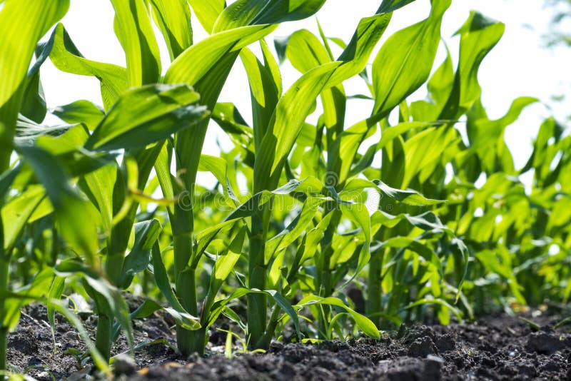 Young corn seedlings stock image. Image of back, life - 55931889