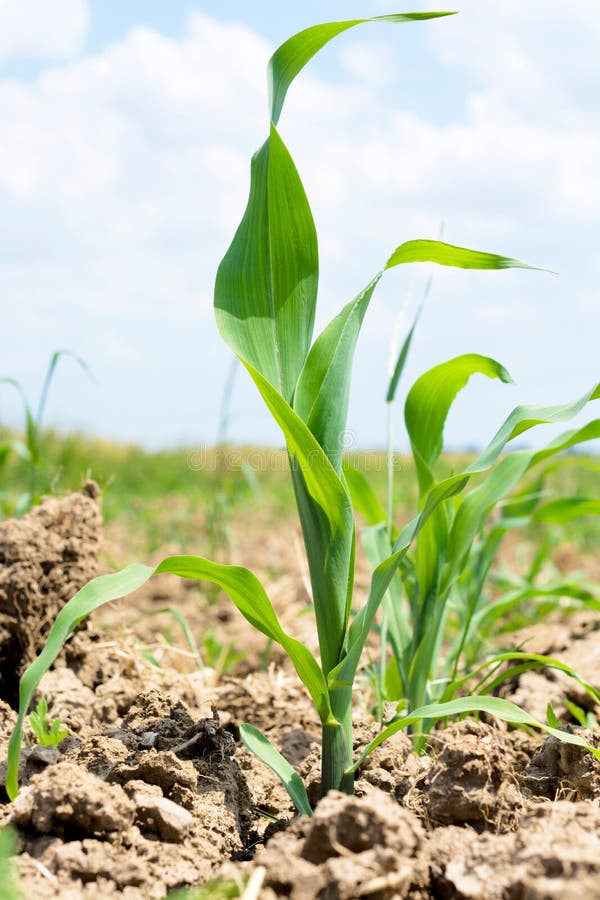 Young corn stock photo. Image of farming, earth, agrarian - 41394872