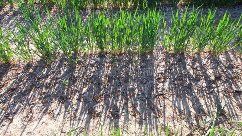 Young Corn Shoots in Springtime with Shadows Cast on Earth Below Stock ...