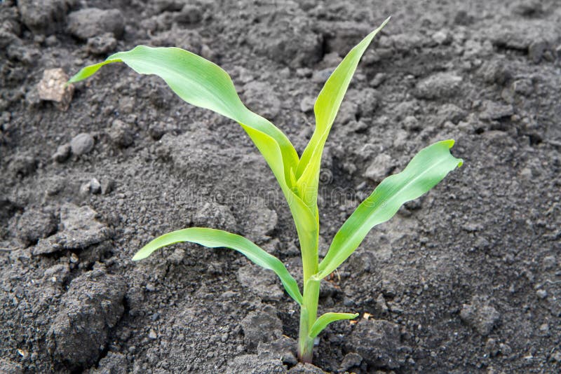 Young Corn Shoots in a Vegetable Garden. Stock Image - Image of food ...