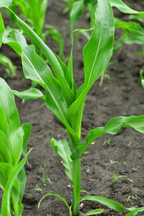 Young Corn Sprout Growing in the Garden Outdoors, Stock Image - Image ...