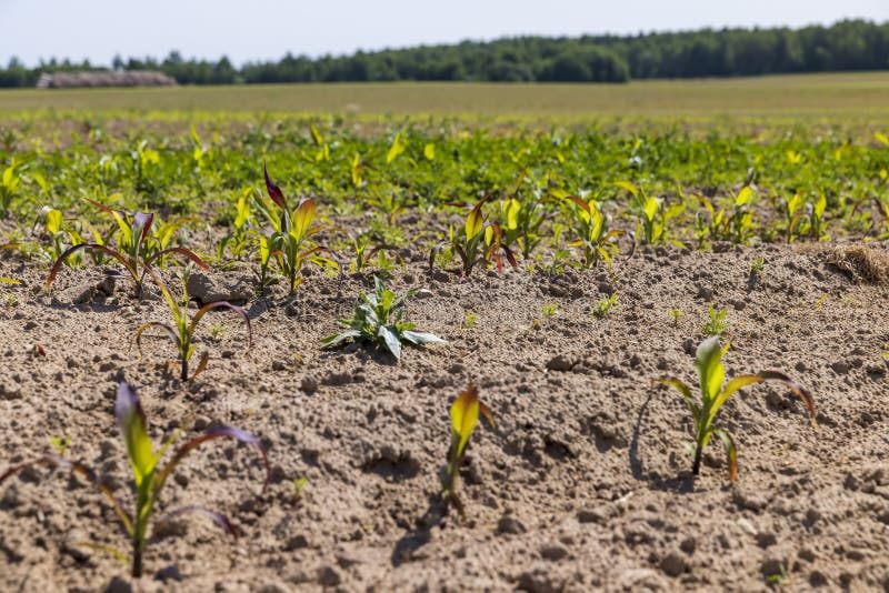 Corn Sprouts Grow in the Field. Close-up of a Corn Sprout Stock Photo ...