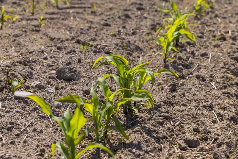 Young Corn Sprouts in Early Summer, a Field Stock Image - Image of ...