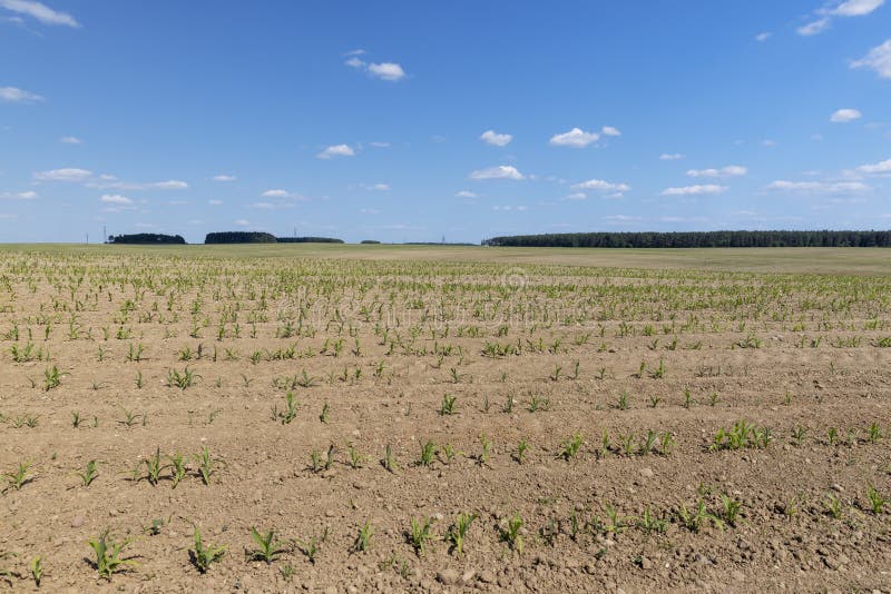 Young Corn Sprouts in Early Summer, a Field Stock Photo - Image of ...