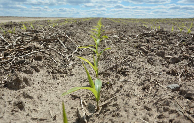 Corn Sprouts Grow in the Field. Close-up of a Corn Sprout Stock Photo ...