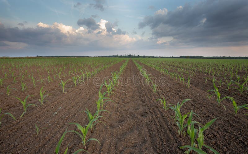 Corn crop rows in field stock photo. Image of country - 116780740