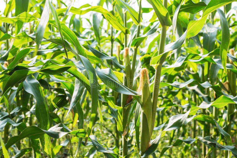 Young corn on tree stock image. Image of plantation - 172174085