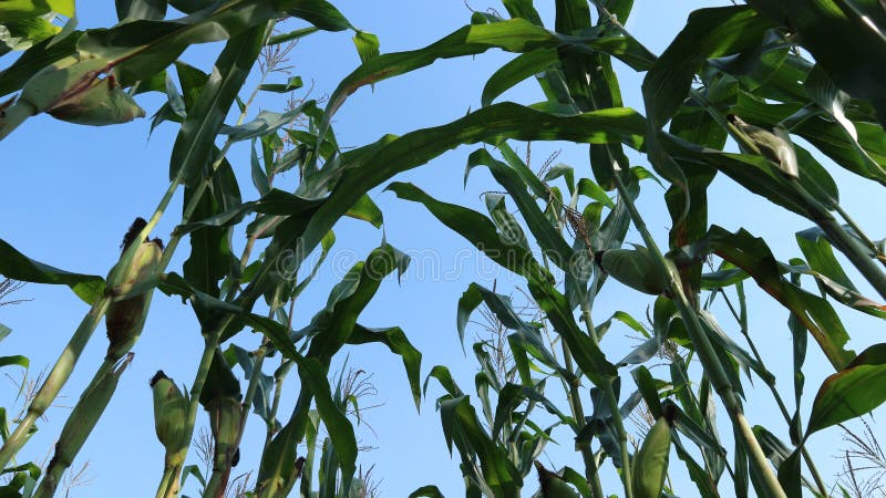 Young Corn Tree with Leaves Soaring Up Stock Photo - Image of ...