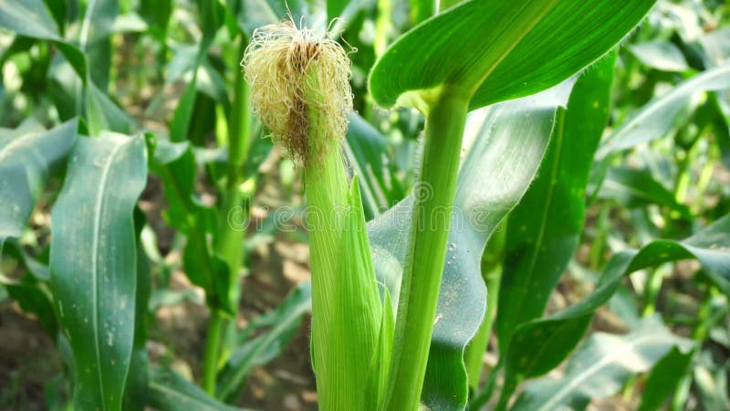 The Tree of Corn the Tree with a Natural Background Stock Video - Video ...