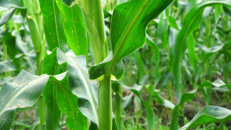 The Tree of Corn the Tree with a Natural Background Stock Video - Video ...