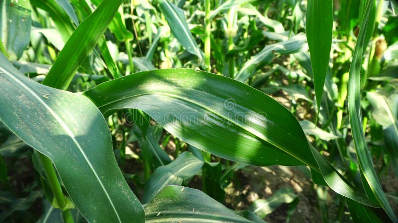 The Tree of Corn the Tree with a Natural Background Stock Video - Video ...