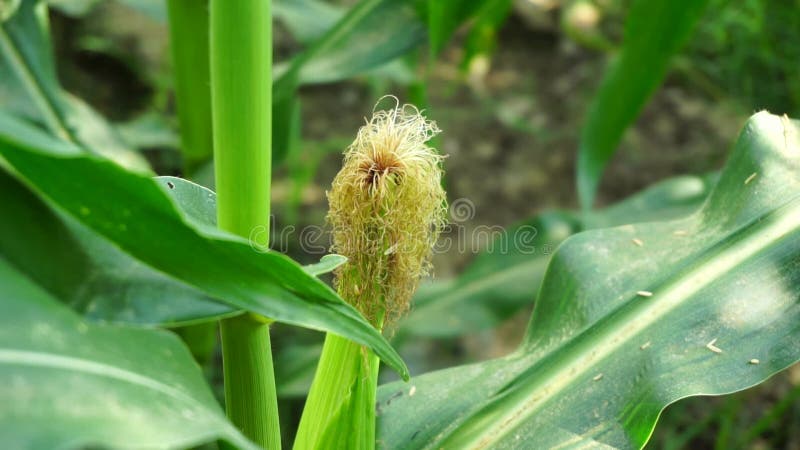 The Tree of Corn the Tree with a Natural Background Stock Video - Video ...