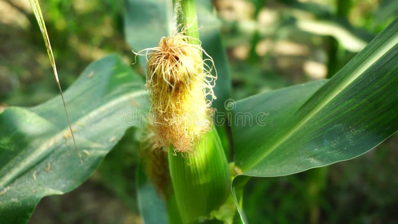 The Tree of Corn the Tree with a Natural Background Stock Video - Video ...