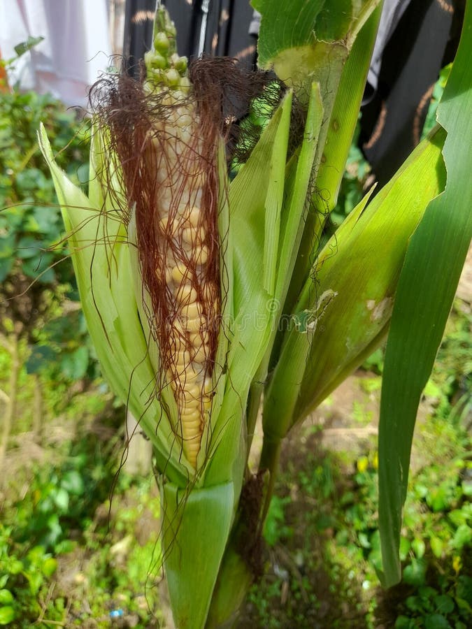 Young Corn Tree in the Yard Pohon Jagung Muda Stock Photo - Image of ...