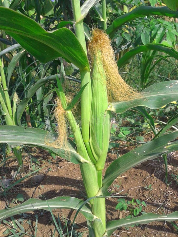 Young corn tree stock image. Image of banana, leaf, plant - 254859217